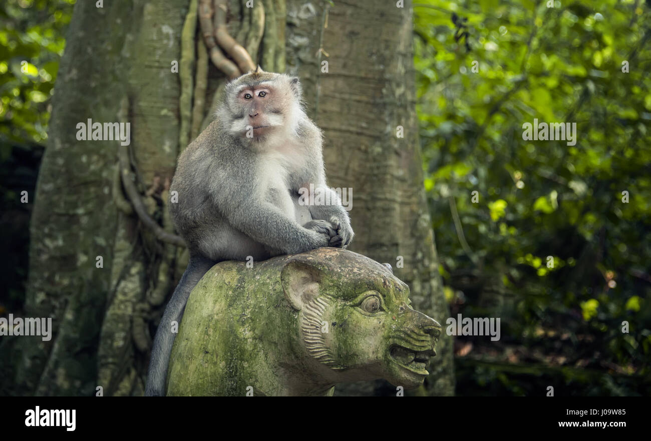 large adult catarrhini the Old world is sitting on a stone the figure ...