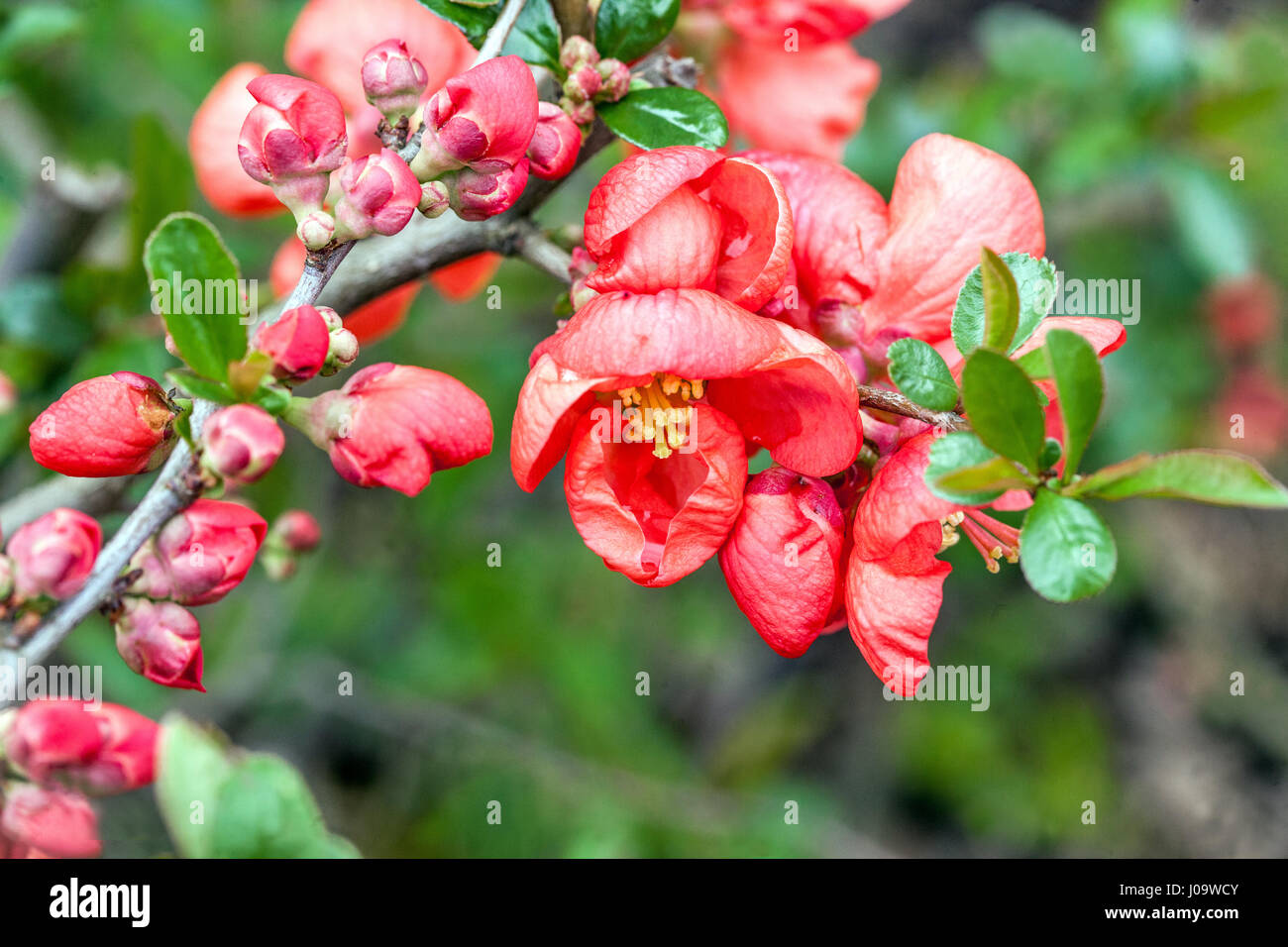 Flowering quince Chaenomeles superba "Red trail" in a garden Stock ...
