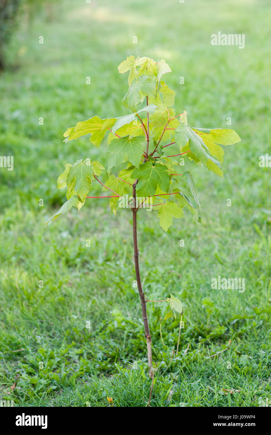 Young tree in a park- close up Stock Photo - Alamy