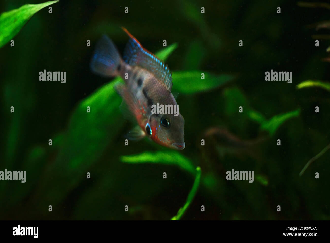 Pesce vivo hi-res stock photography and images - Alamy