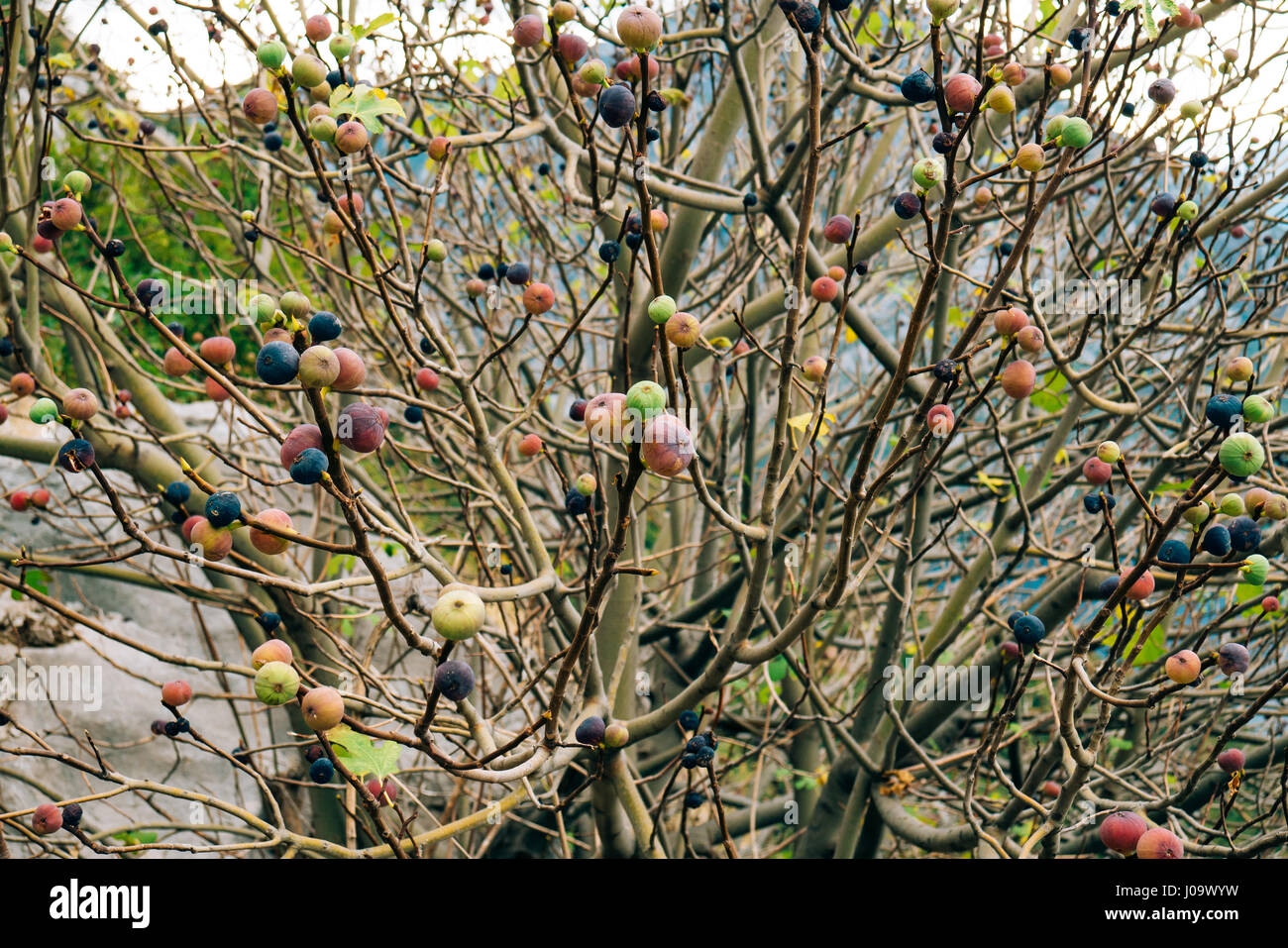 Ripe figs on the tree. Montenegrin fig trees Stock Photo - Alamy