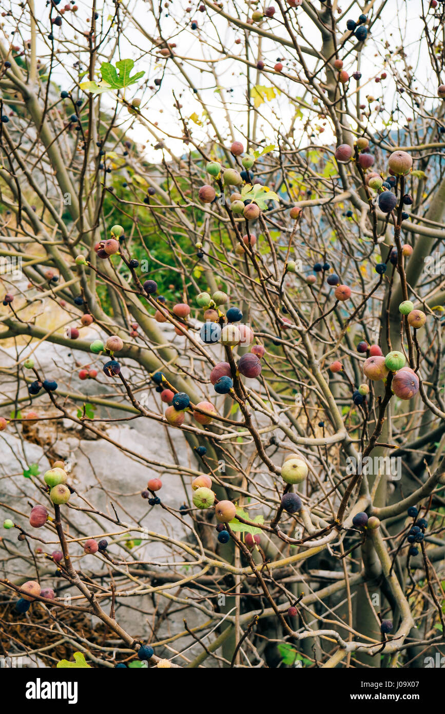 Ripe figs on the tree. Montenegrin fig trees Stock Photo - Alamy