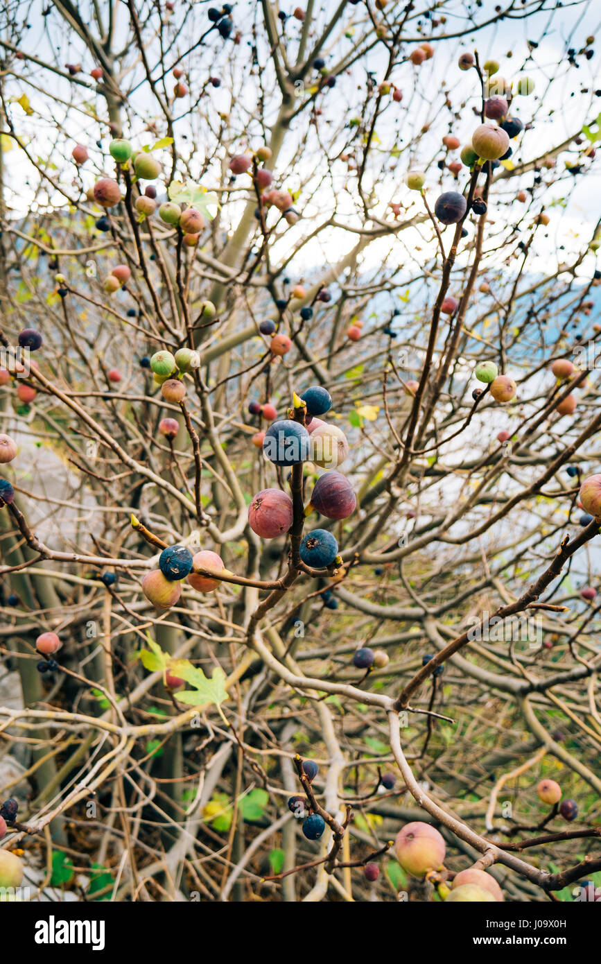 Ripe figs on the tree. Montenegrin fig trees Stock Photo - Alamy
