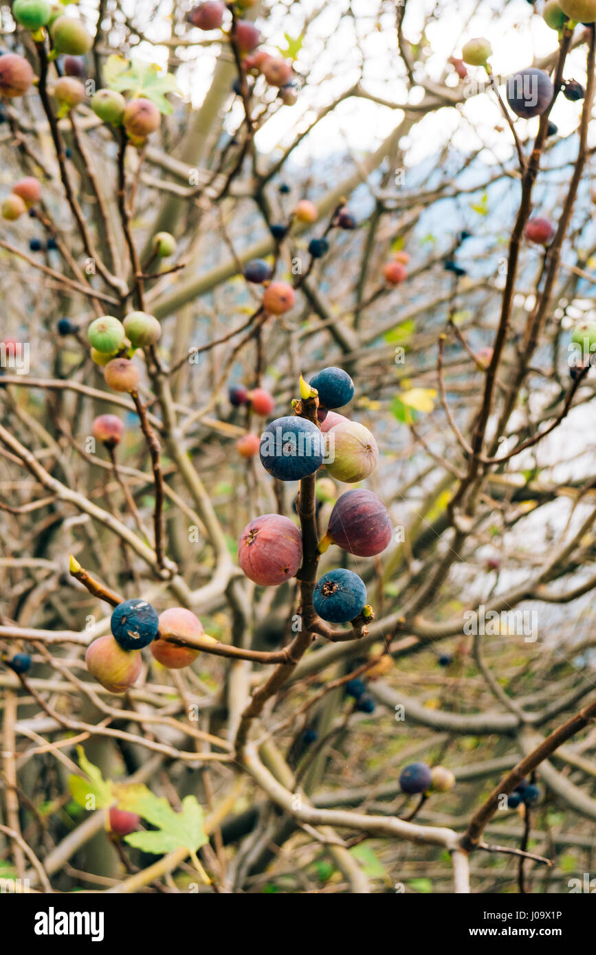 Ripe figs on the tree. Montenegrin fig trees Stock Photo - Alamy