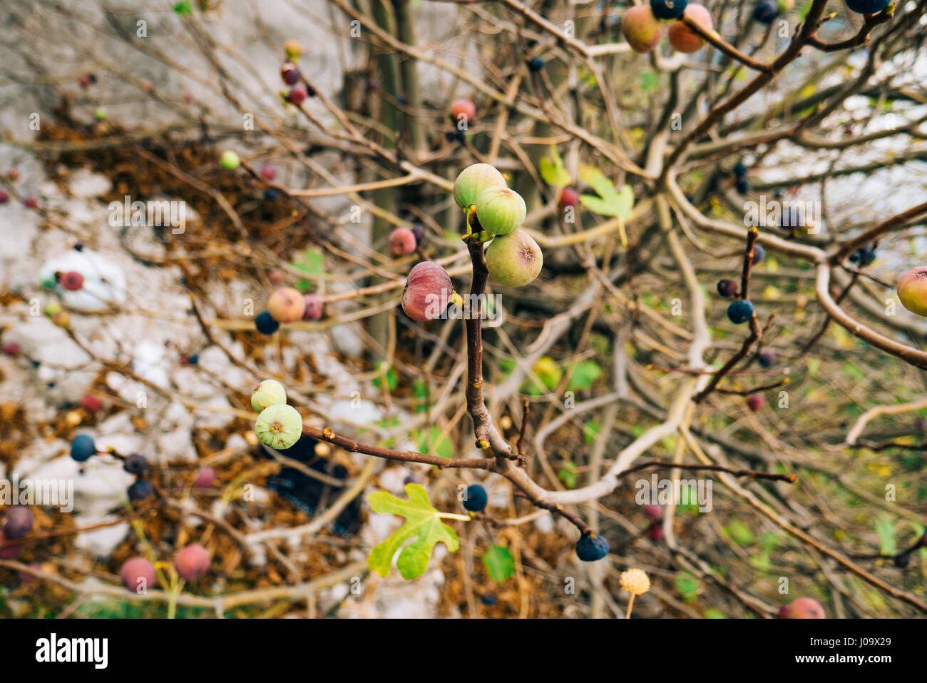 Ripe figs on the tree. Montenegrin fig trees Stock Photo - Alamy