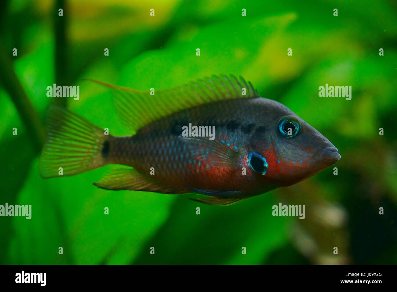 Thorichthys hi-res stock photography and images - Alamy