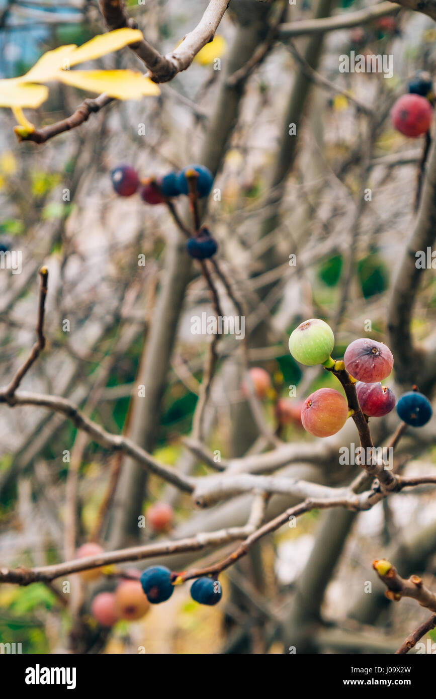 Ripe figs on the tree. Montenegrin fig trees Stock Photo - Alamy