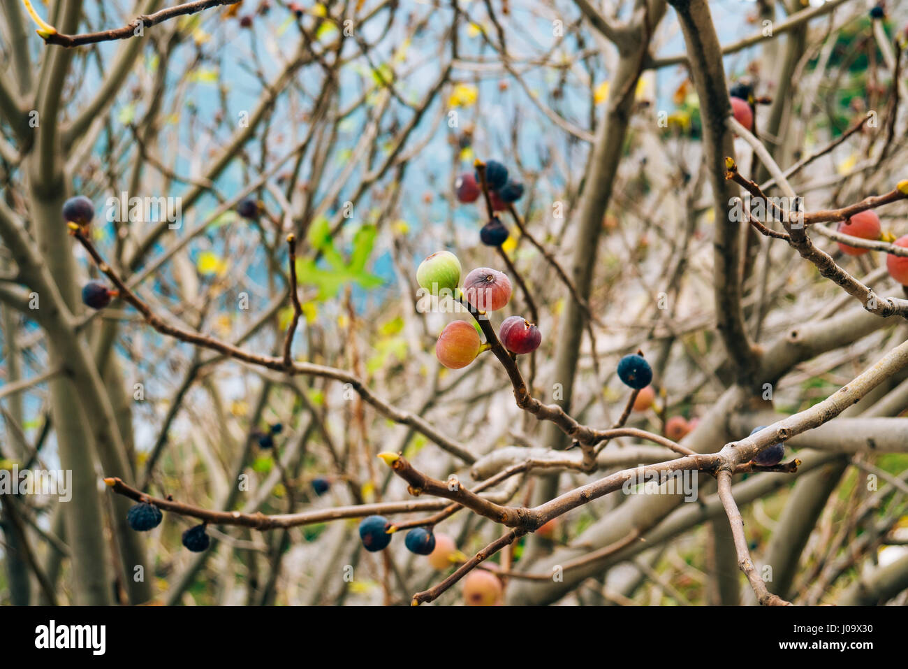 Ripe figs on the tree. Montenegrin fig trees Stock Photo - Alamy