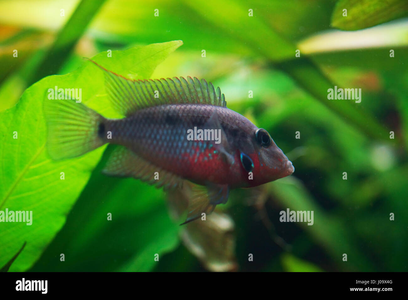 Acquario vivo hi-res stock photography and images - Alamy