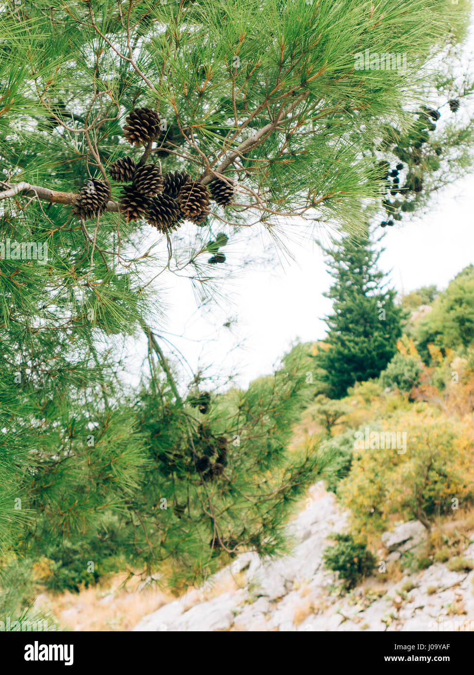 Branches of pine trees in Montenegro Stock Photo - Alamy