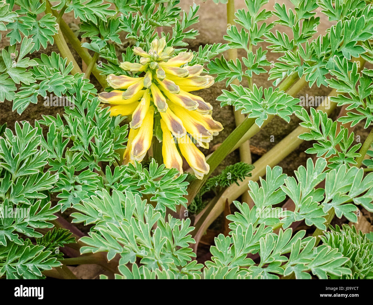 Yellow bleeding heart flowers, about to open Stock Photo - Alamy