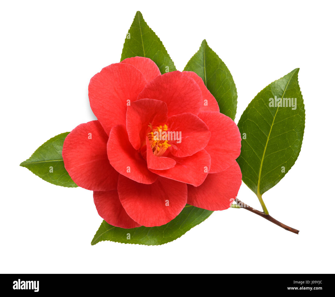 camellia branch with flower isolated on white background Stock Photo ...