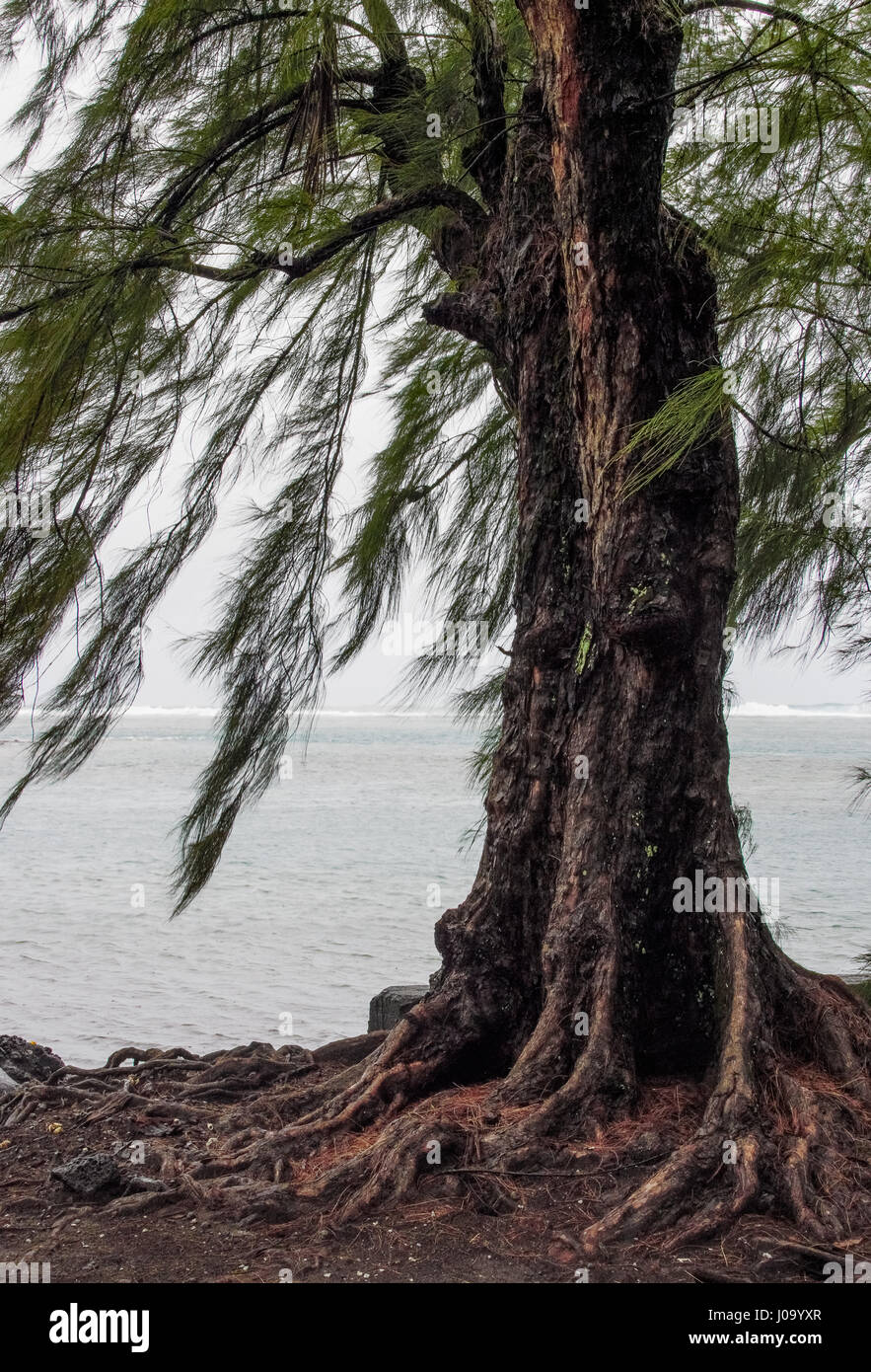 Windswept tropical tree on the coast of Tahiti, French Polynesia Stock ...