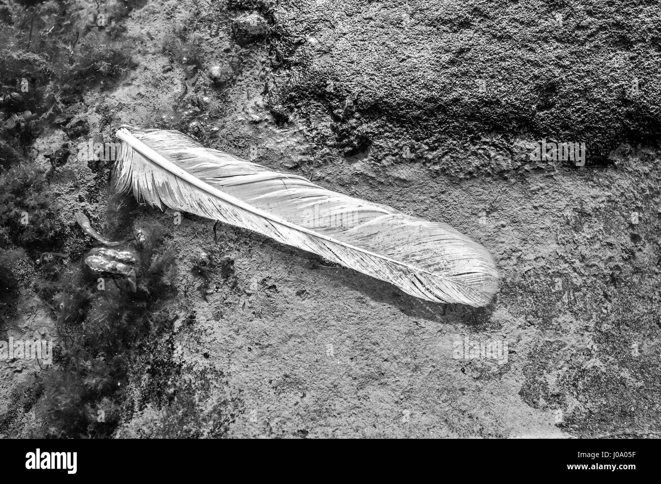 This is a close up of a feather on a rock Stock Photo - Alamy