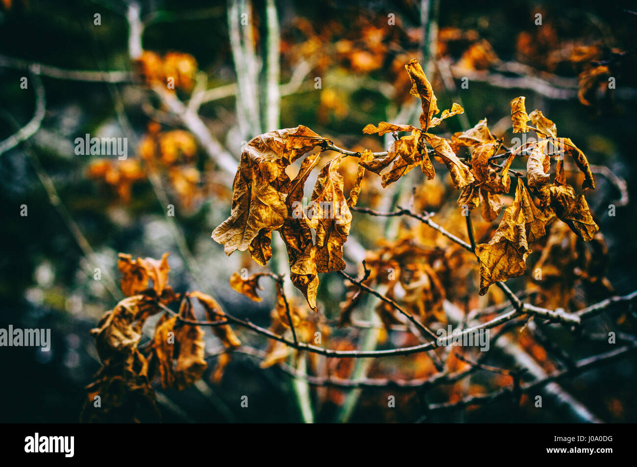 Decaying tree leaves hi-res stock photography and images - Alamy