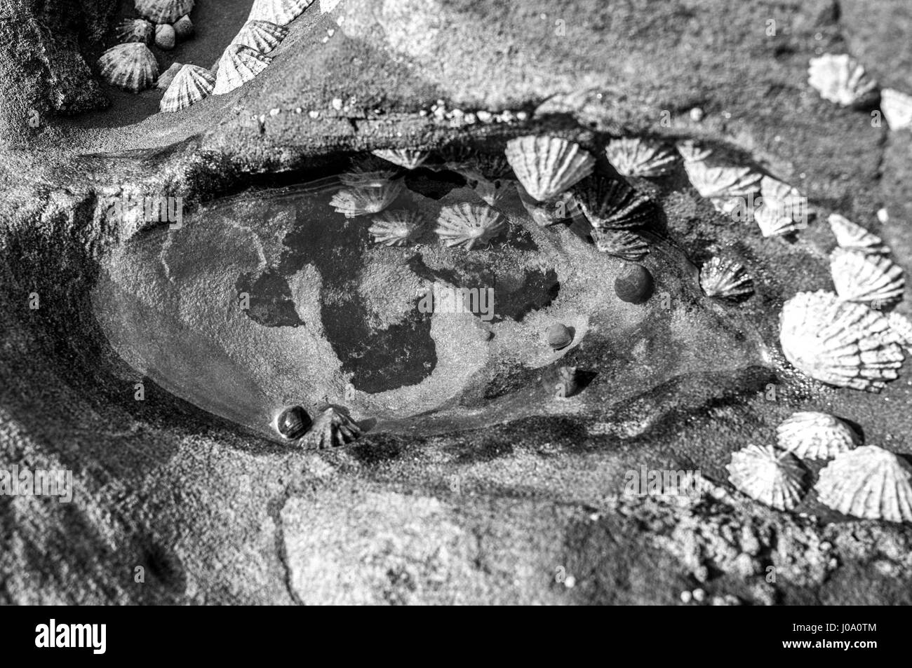 This is a small rock pool with sea life Stock Photo - Alamy