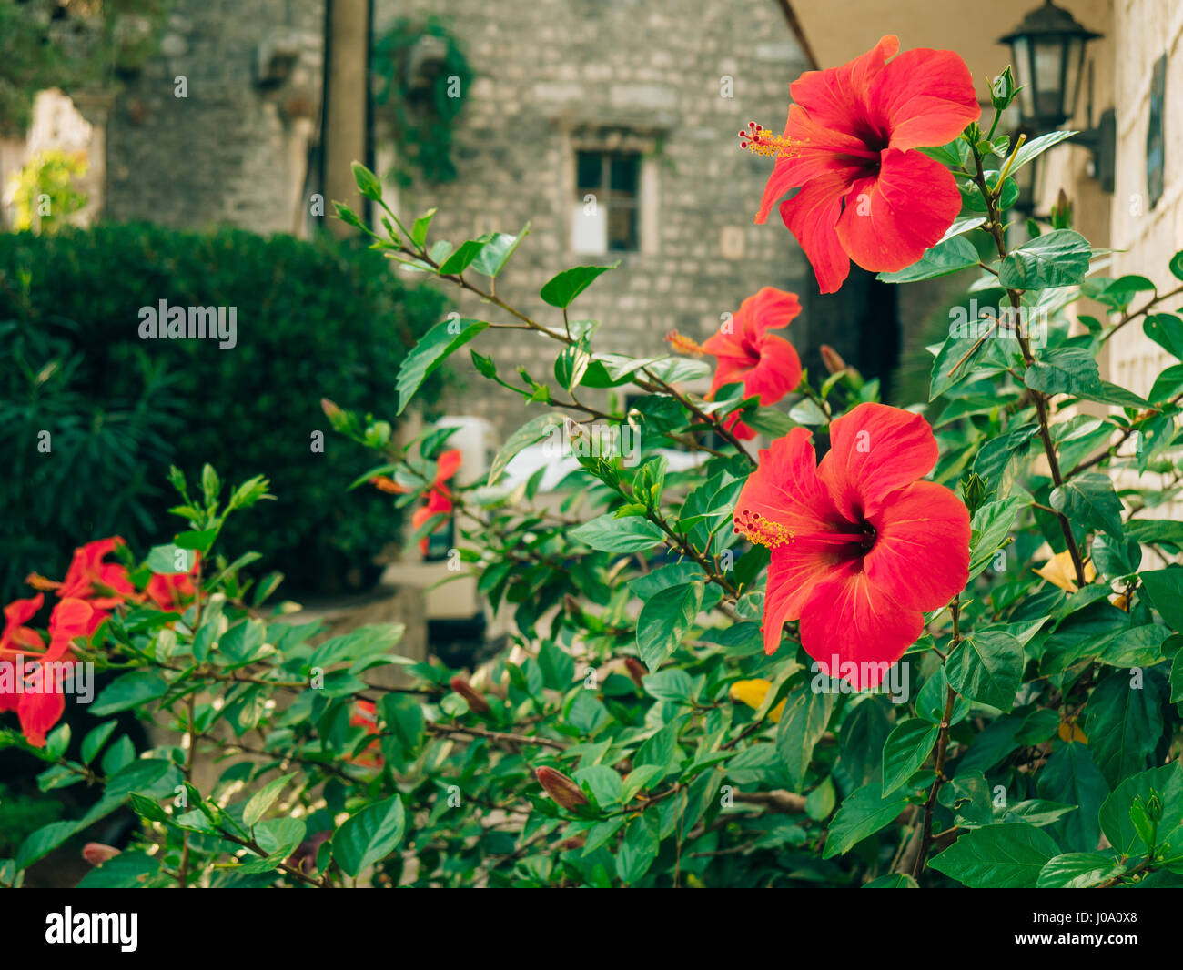 A flower of red hibiscus on a bush Stock Photo - Alamy