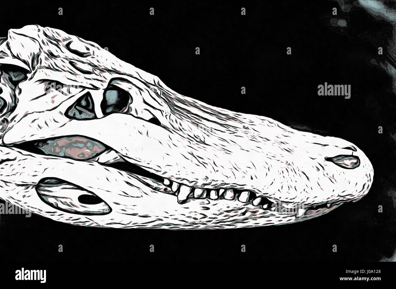 Alligator skeleton hi-res stock photography and images - Alamy