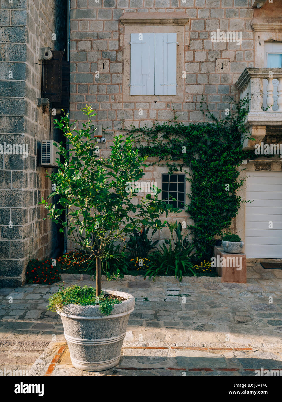 Lemon trees in pots in hi-res stock photography and images - Alamy