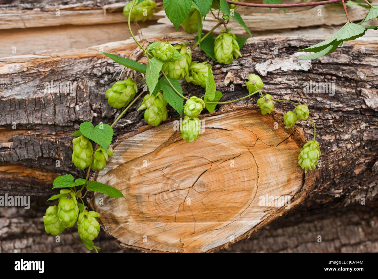 hop with leaf on trunk Stock Photo - Alamy