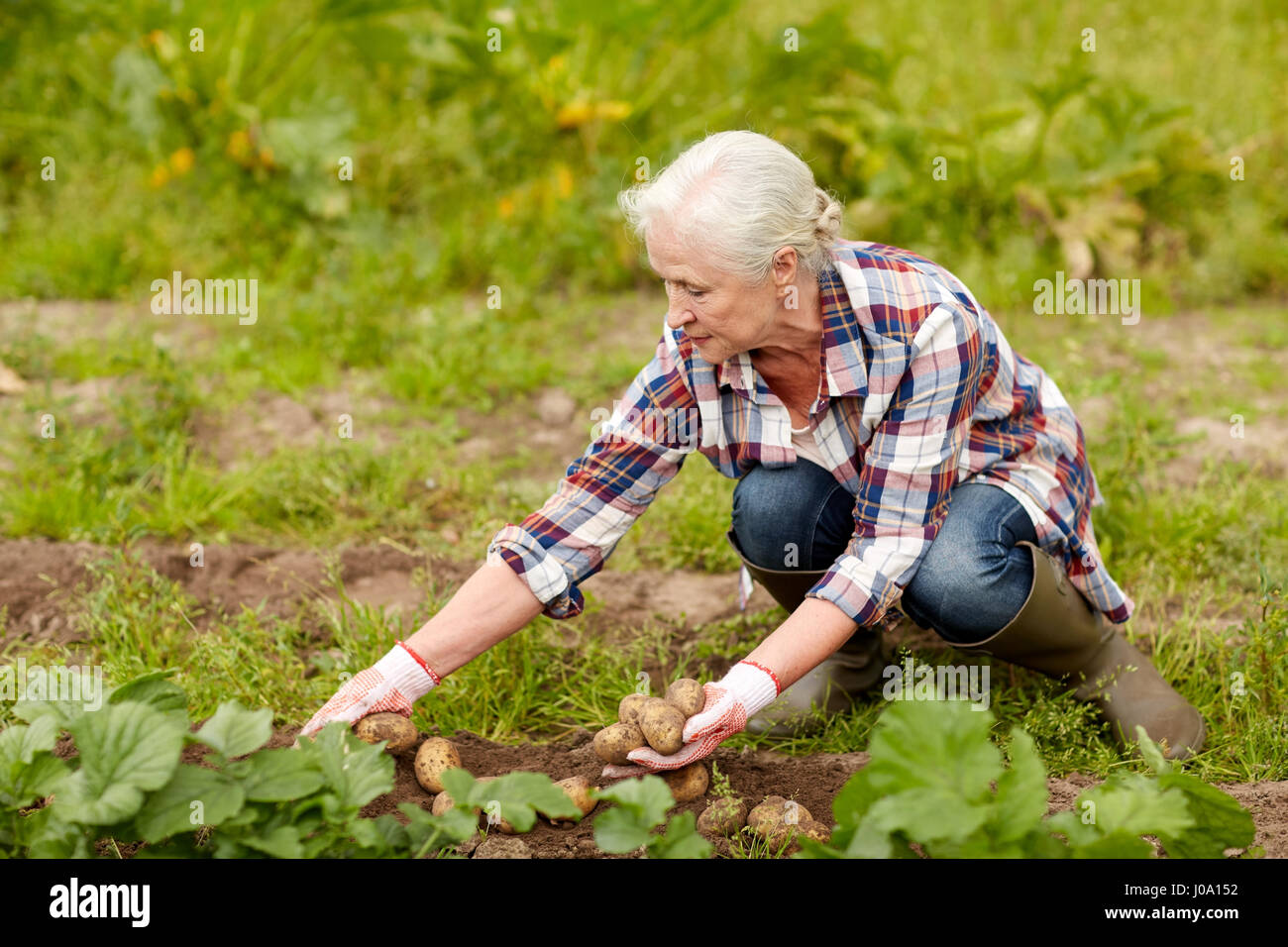 Planting potatoes farm hi-res stock photography and images - Alamy