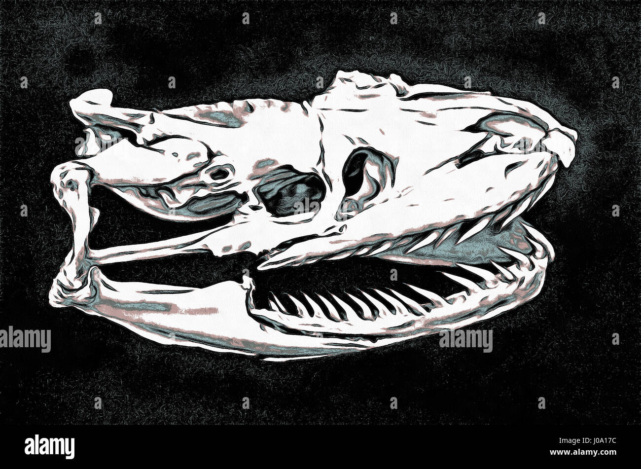 Illustrations Python, illustrations skull python, painting Stock Photo ...