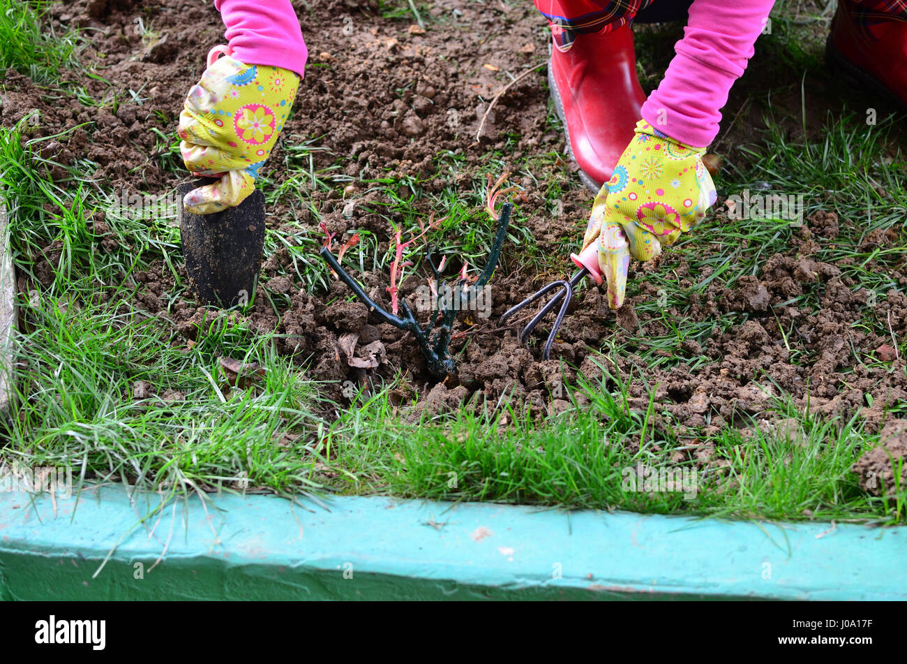 Female hands in garden gloves planting a rose seedling in a garden ...