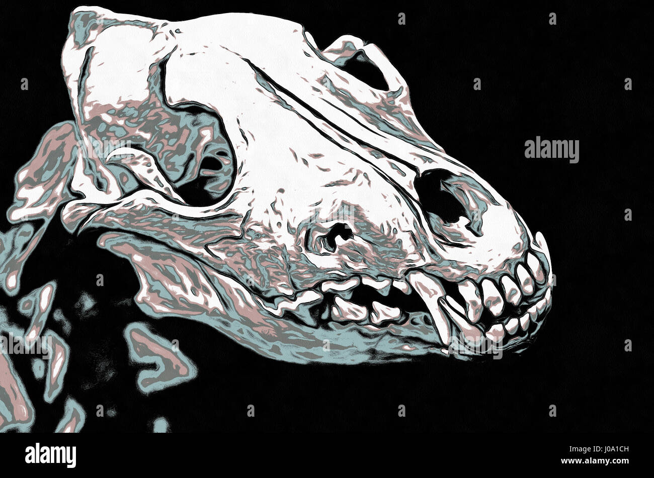 Wolf Skeleton Drawing