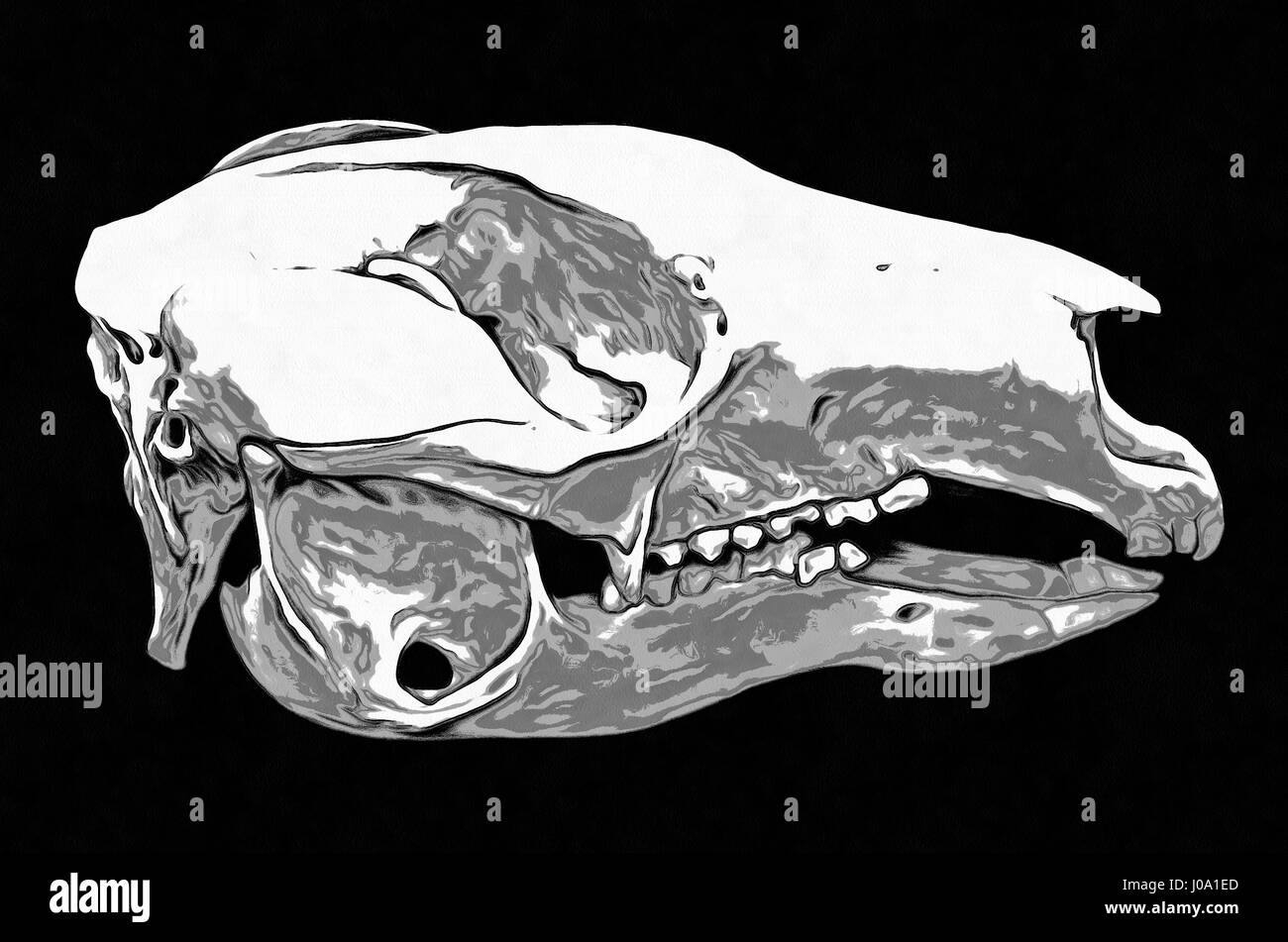 Kangaroo skull hi-res stock photography and images - Alamy