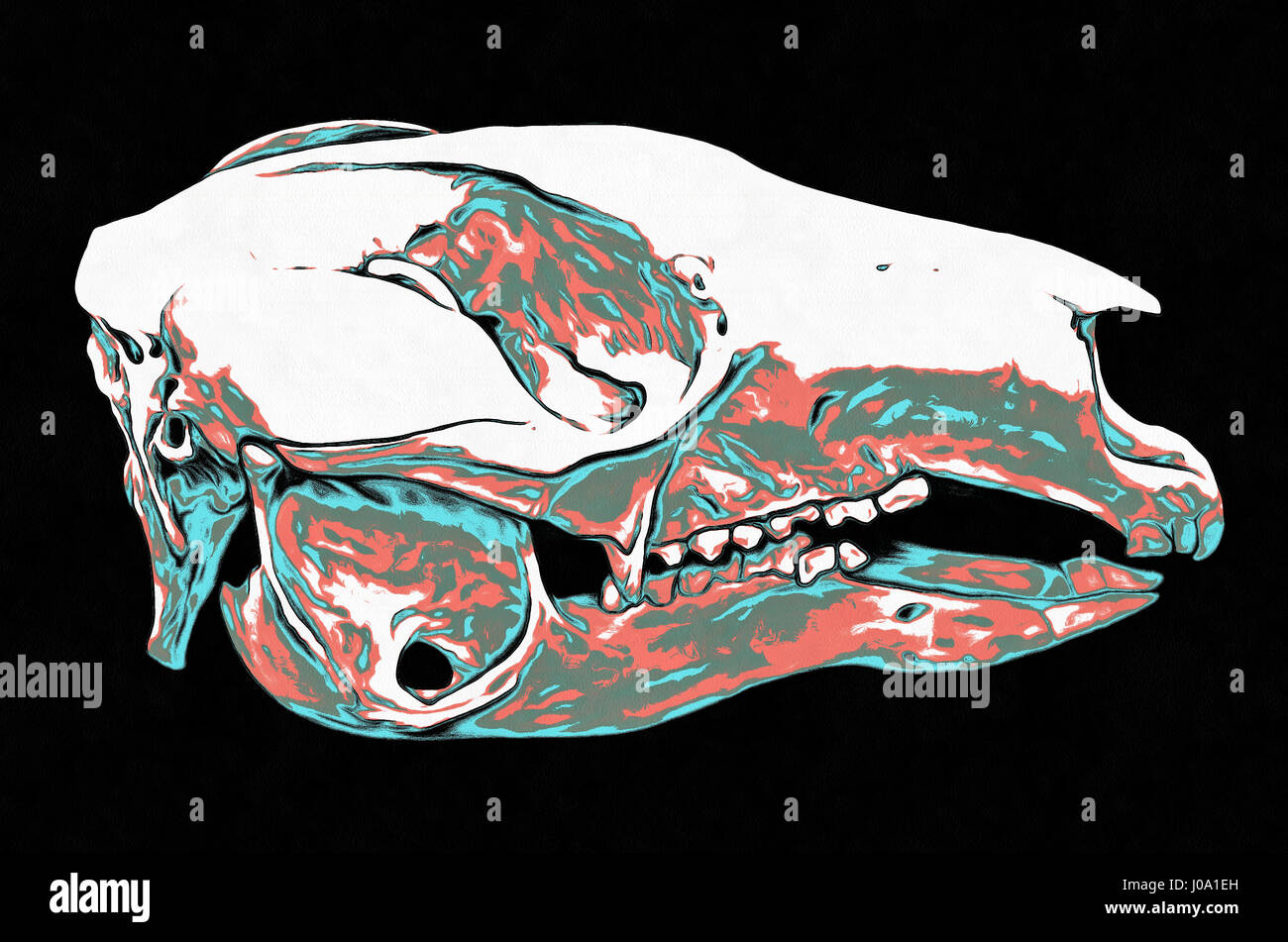 Kangaroo skull hi-res stock photography and images - Alamy