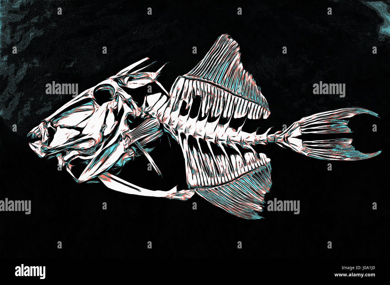 Fish profile picture hi-res stock photography and images - Alamy