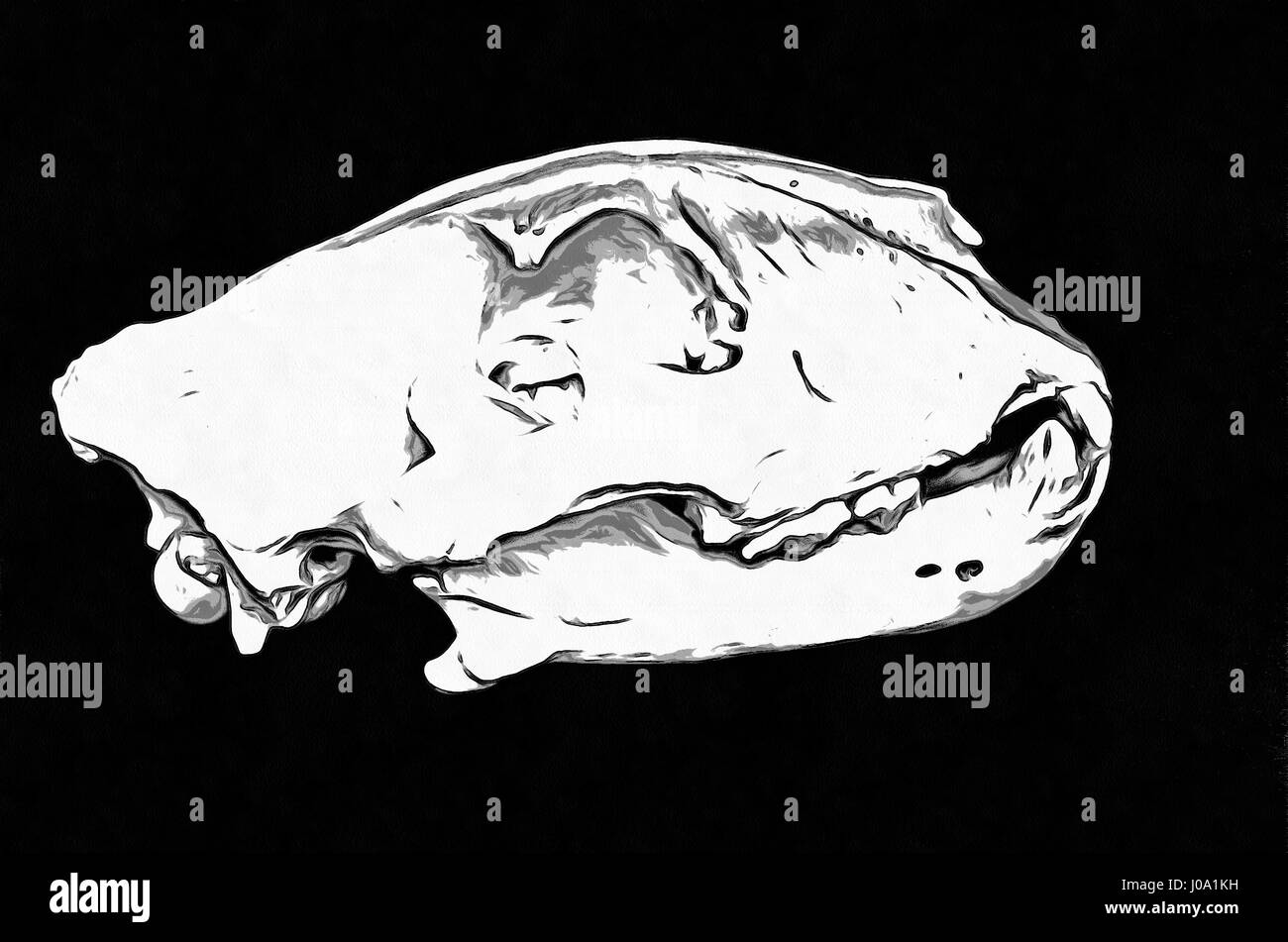 Tiger Skull, Panthera tigris, mammals, canines Stock Photo - Alamy