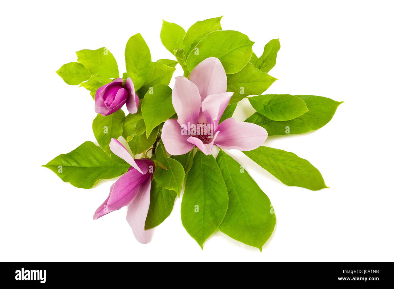 Magnolia tree fresh pink Cut Out Stock Images & Pictures - Alamy