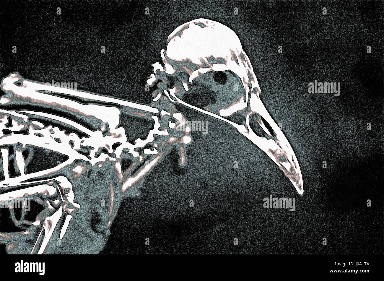 skeleton of a gray crow, skull gray crow, birds, (Latin: Corvus cornix ...