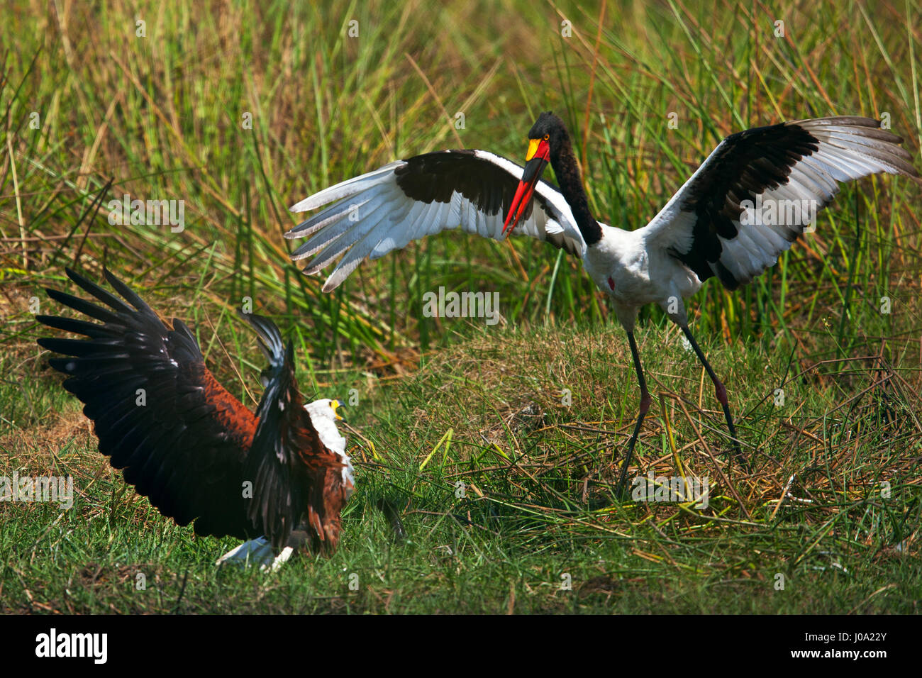 stork and eagle Stock Photo - Alamy