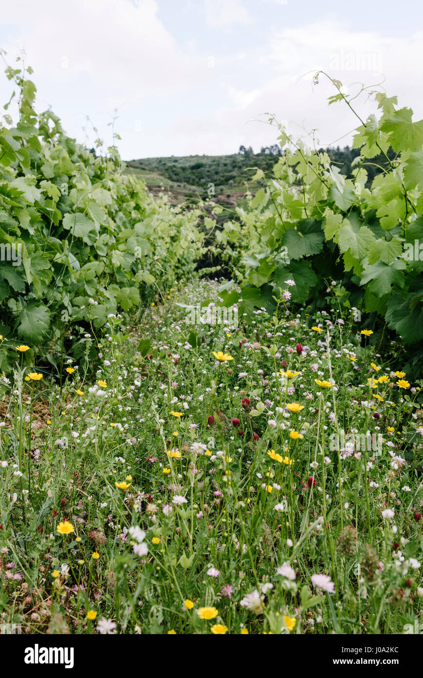 Flowers in a Douro valley vineyard. Flowers are used by many winemakers ...