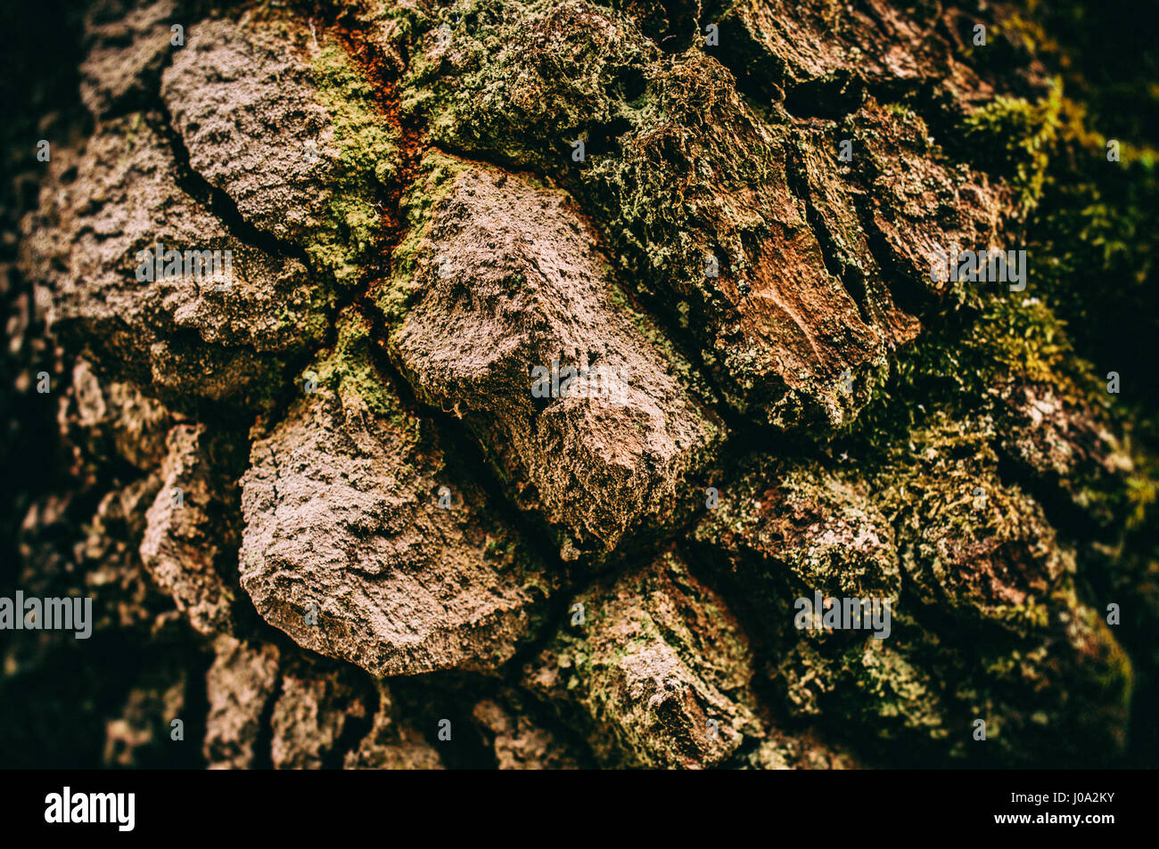 Tree crevice hi-res stock photography and images - Alamy