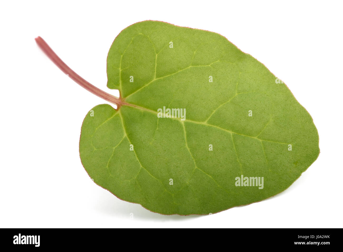 Food rabarbaro hi-res stock photography and images - Alamy