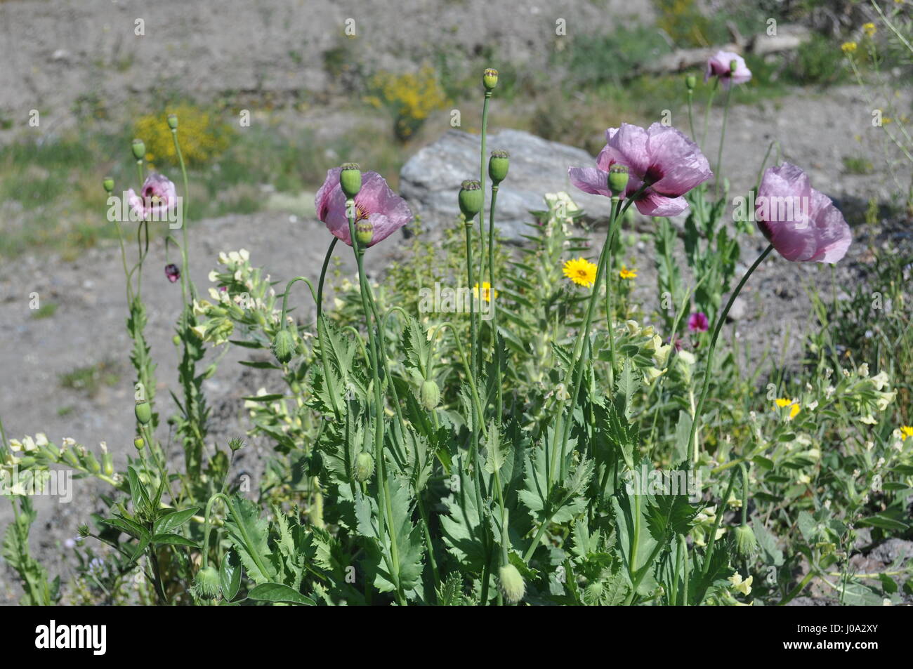 opium poppy flower Stock Photo - Alamy