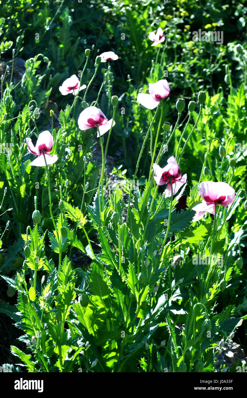 opium poppy flower Stock Photo - Alamy