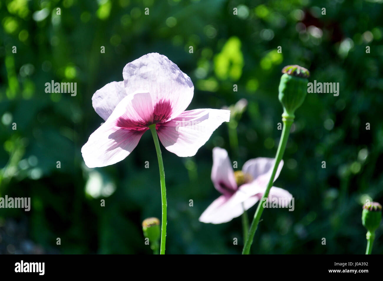 opium poppy flower Stock Photo - Alamy