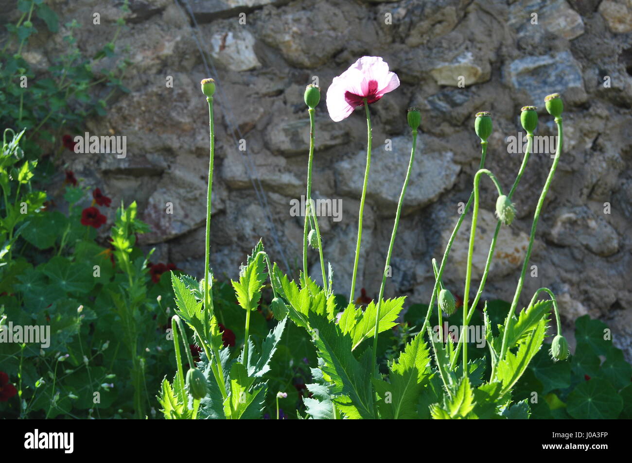 opium poppy flower Stock Photo - Alamy