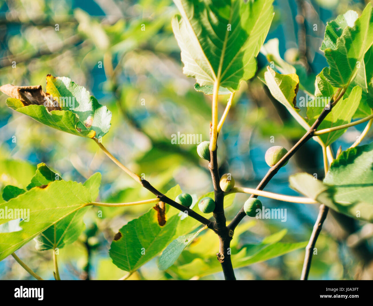Fig trees, small fruits. Ripening figs Stock Photo - Alamy