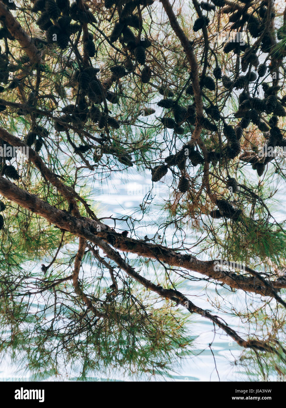 Branches of pine trees in Montenegro Stock Photo - Alamy
