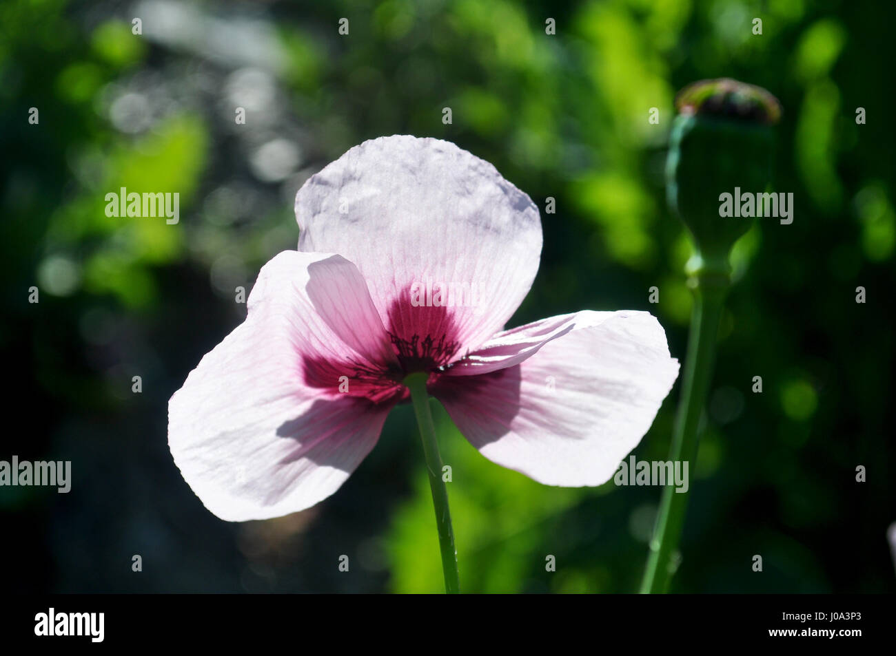opium poppy flower Stock Photo - Alamy