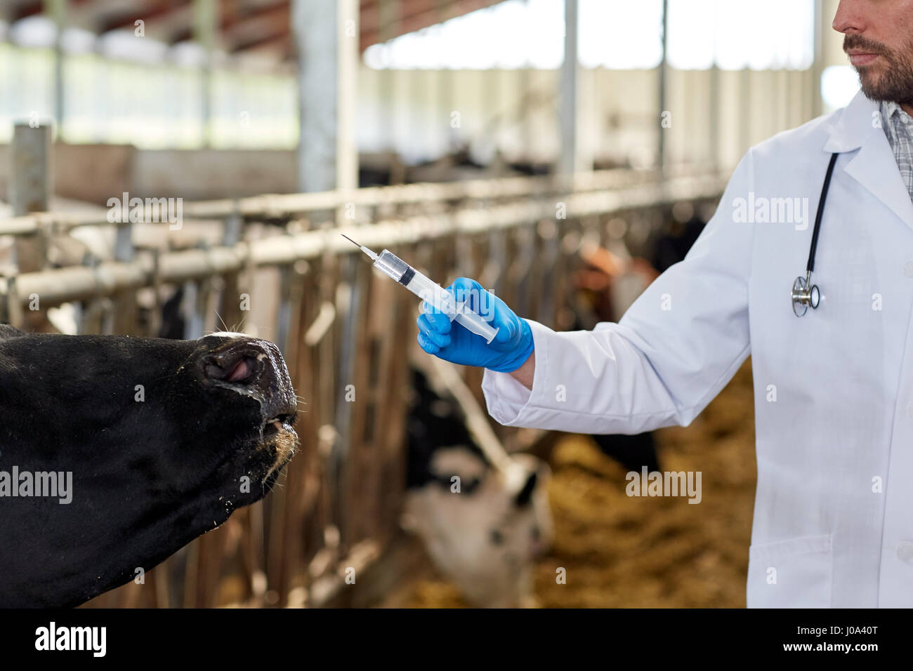 Vet injection cow hi-res stock photography and images - Alamy