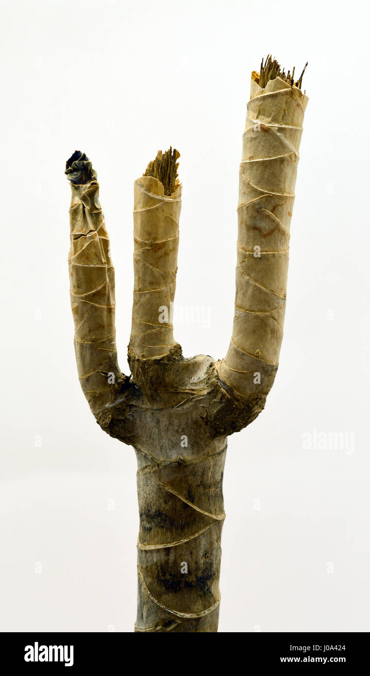 Dead alive plant hi-res stock photography and images - Alamy