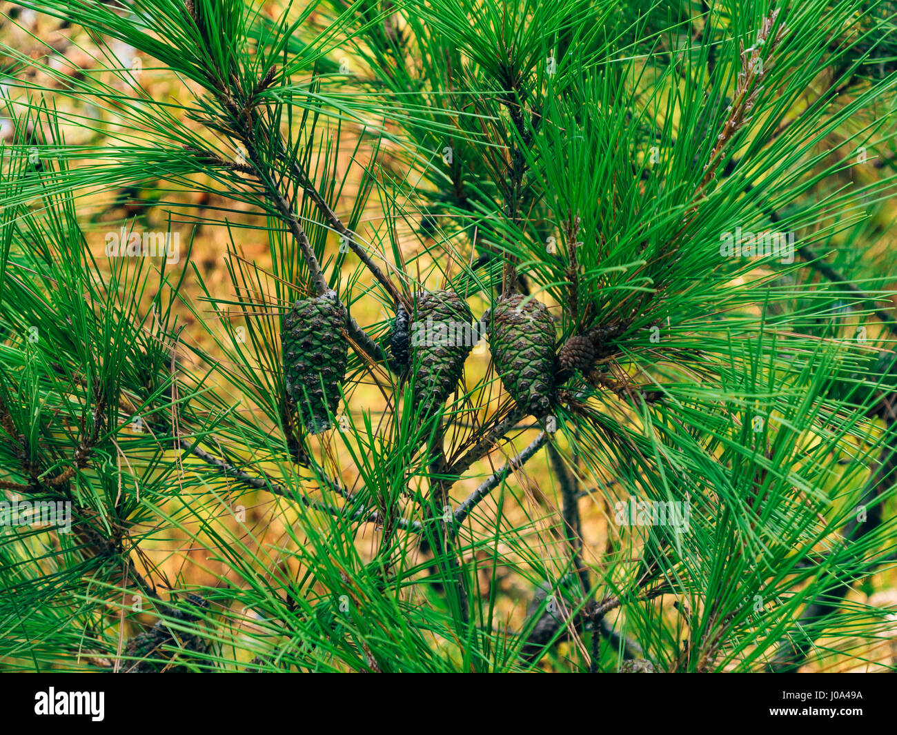 Branches of pine trees in Montenegro Stock Photo - Alamy
