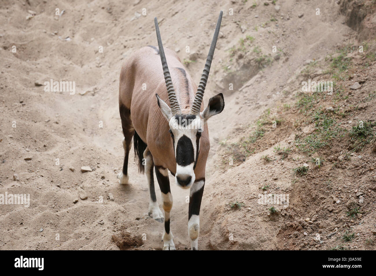 Oryxes is a genus of mammals and ruminants,species is found in Africa ...