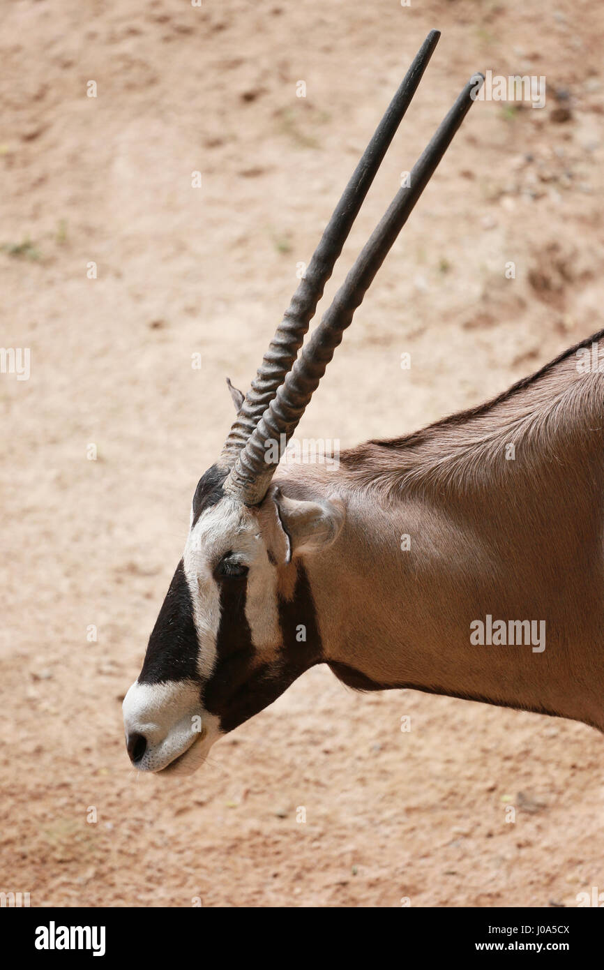 Oryxes hi-res stock photography and images - Alamy